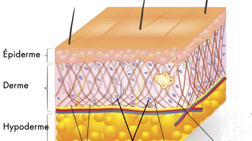 LES CHÉLOÏDES - Murielle Mori
